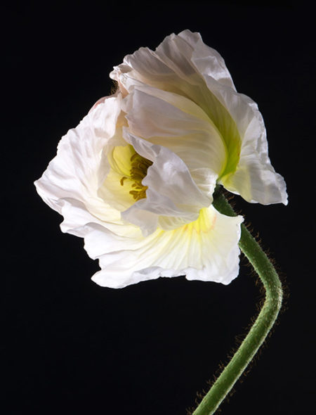 Perfect Poppy II – Christa Lopez White